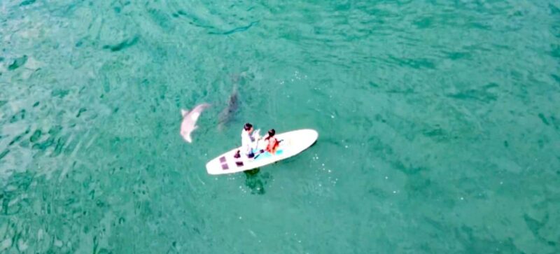Puerto Vallarta: Swim and Paddle Board with Wild Dolphins - FAQs