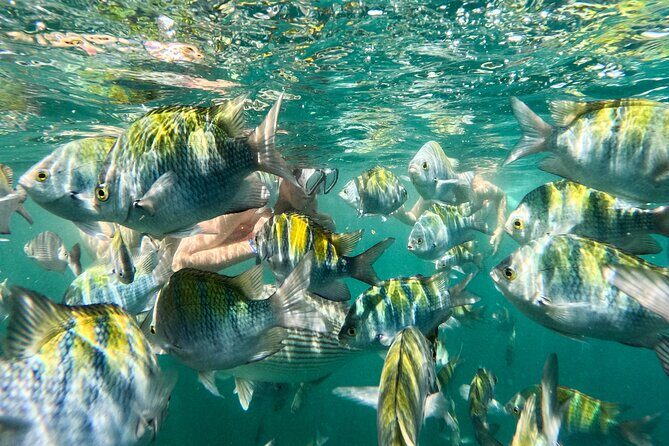 Puerto Vallarta: Tropical Fish Snorkeling and Zipline Tour - Key Points