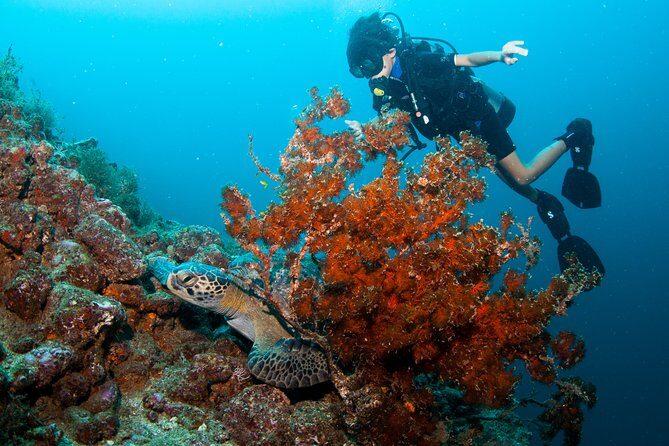 Puerto Vallarta Undersea Private Scuba Diving - The Sum Up