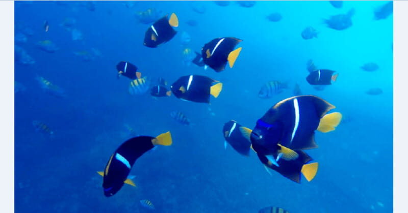 Puerto Vallarta: Underwater Wonderland at Los Arcos - Dive and Snorkel Experience: What You’ll Gain
