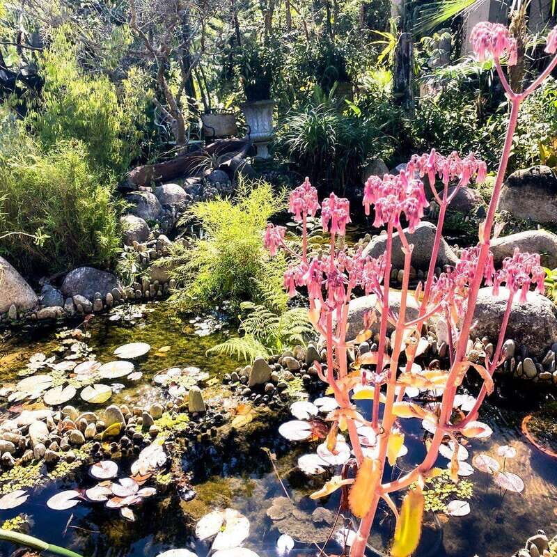 Puerto Vallarta: Vallarta's Botanical Garden by Sea or Land - An Impressive Nature and Culture Mix