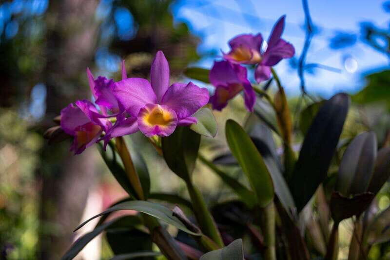 Puerto Vallarta: Vallarta's Botanical Garden by Sea or Land - Who This Tour Is Best For