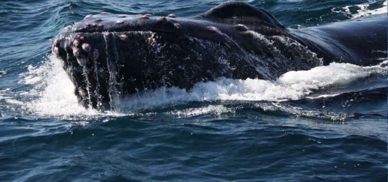 Puerto Vallarta: Whale Watching Adventure Tour - Key Points