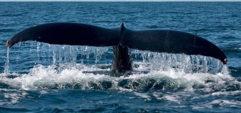 Puerto Vallarta: Whale Watching Adventure Tour - A Detailed Look at What You Can Expect