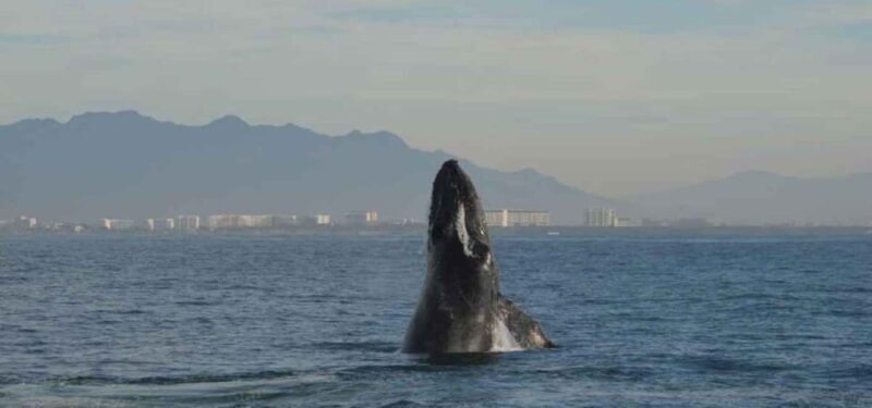 Puerto Vallarta: Whale Watching Adventure Tour - Final Thoughts