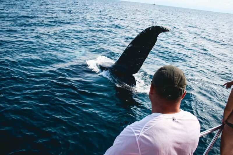 Puerto Vallarta: Whale Watching All Inclusive Experience - Key Points