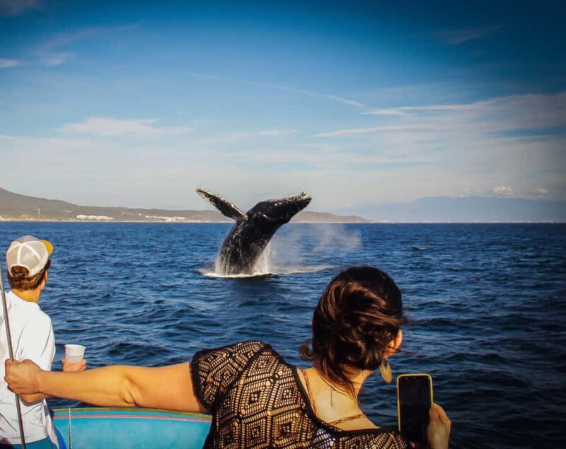 Puerto Vallarta: Whale Watching All Inclusive Experience - The Itinerary in Detail