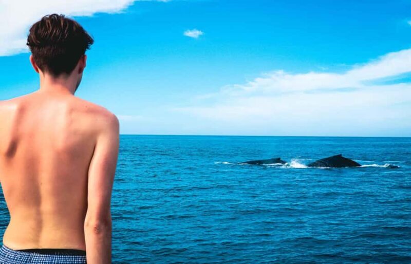 Puerto Vallarta: Whale Watching All Inclusive Experience - Frequently Asked Questions