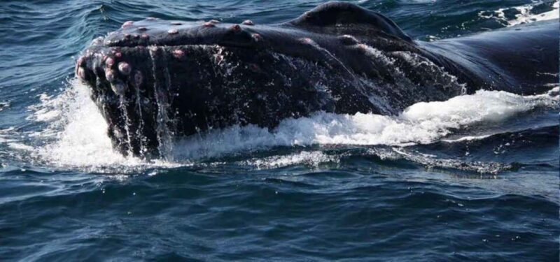 Puerto Vallarta: Whale Watching Beach Bay - Key Points