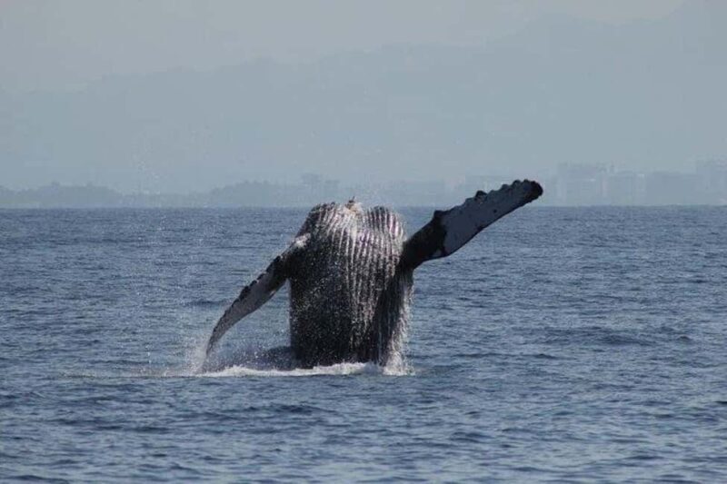 Puerto Vallarta: Whale Watching Beach Bay - The Marine Environment & the Experience
