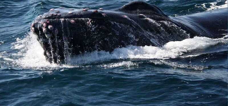 Puerto Vallarta: Whale Watching Beach Bay - Who Is This Tour Best For?