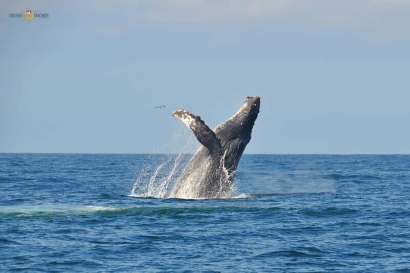 Puerto Vallarta Whale Watching by Speedboat Tour - Setting the Scene: What to Expect on the Tour