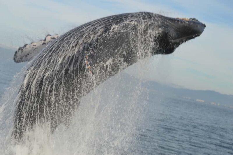 Puerto Vallarta Whale Watching by Speedboat Tour - The Breakdown of the Itinerary