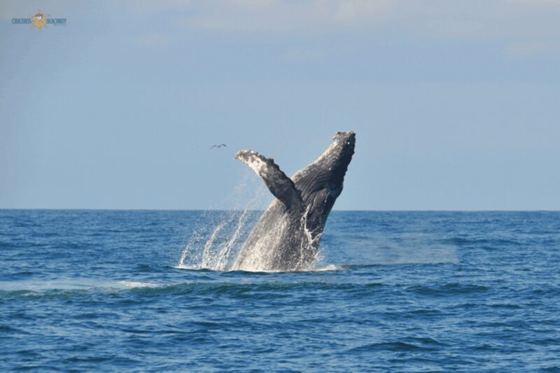 Puerto Vallarta Whale Watching by Speedboat Tour - Authentic Experiences and Real Traveler Insights