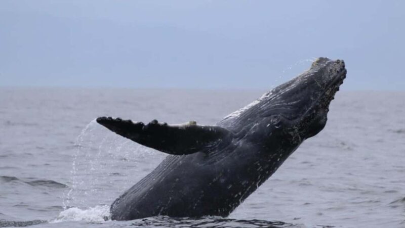Puerto Vallarta: Whale Watching Encounter - Detailed Review of the Tour Experience