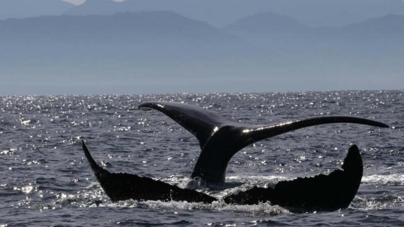 Puerto Vallarta: Whale Watching Encounter - Authentic Encounters and Real Reviews