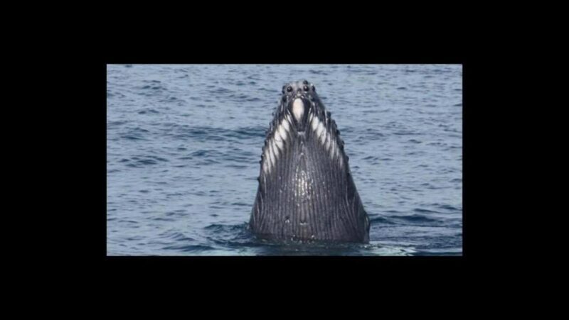 Puerto Vallarta: Whale Watching Encounter - Final Thoughts: Is It Worth It?