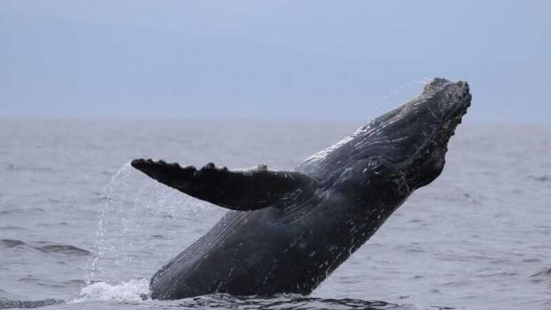 Puerto Vallarta: Whale Watching Encounter - FAQs