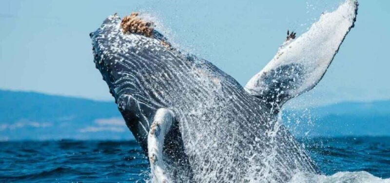 Puerto Vallarta: Whale Watching on Catamaran - Key Points