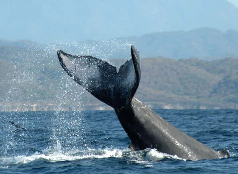 Puerto Vallarta: Whale Watching on Catamaran - A Detailed Look at the Whale-Watching Tour
