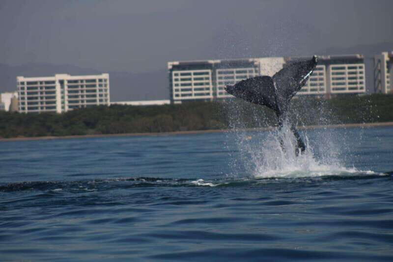 Puerto Vallarta: Whale watching - Why Consider a Whale Watching Tour in Puerto Vallarta?