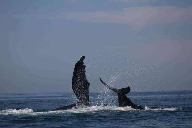 Puerto Vallarta: Whale watching - How the Tour Unfolds