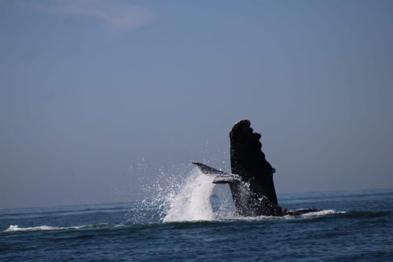 Puerto Vallarta: Whale watching - How to Make the Most of Your Experience