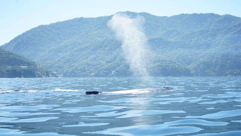 Puerto Vallarta: Whale watching - The Value Proposition