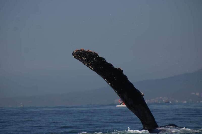 Puerto Vallarta: Whale watching - Who Should Book This Tour?