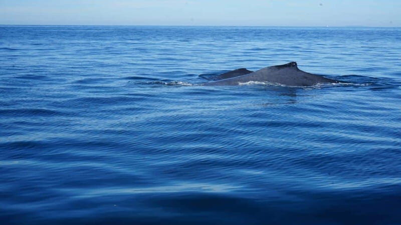 Puerto Vallarta: Whale watching - Final Thoughts