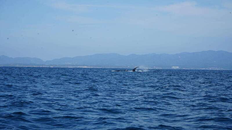 Puerto Vallarta: Whale Watching with Guide - The Booking and Meeting Point