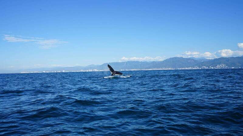 Puerto Vallarta: Whale Watching with Guide - The Practicalities: Comfort and Accessibility