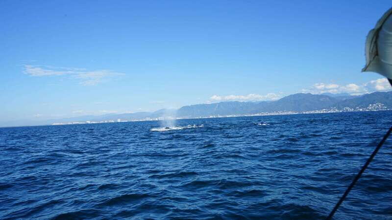 Puerto Vallarta: Whale Watching with Guide - FAQ