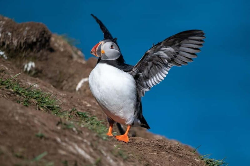 Puffin & Gufufoss Waterfall Tour from Seydisfjordur Port - Authentic Traveler Feedback