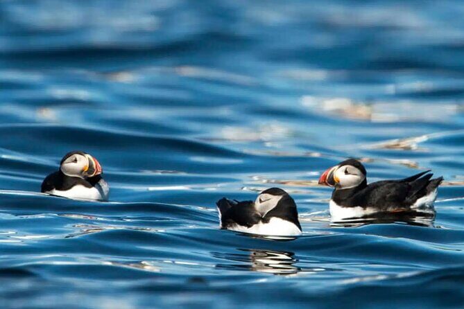 Puffin Safari Boat Tour - Value and Price Analysis
