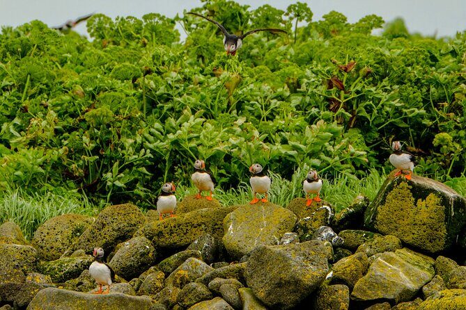 Puffin Watching Speedboat Express - Practical Tips for Participants