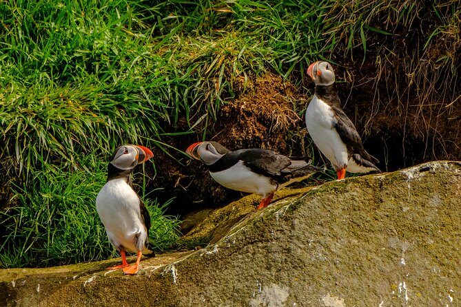 Puffin Watching Speedboat Express - The Sum Up: Who Should Book?