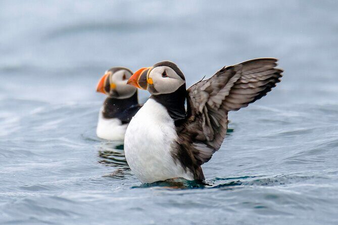 Puffin Watching Speedboat Express - Frequently Asked Questions