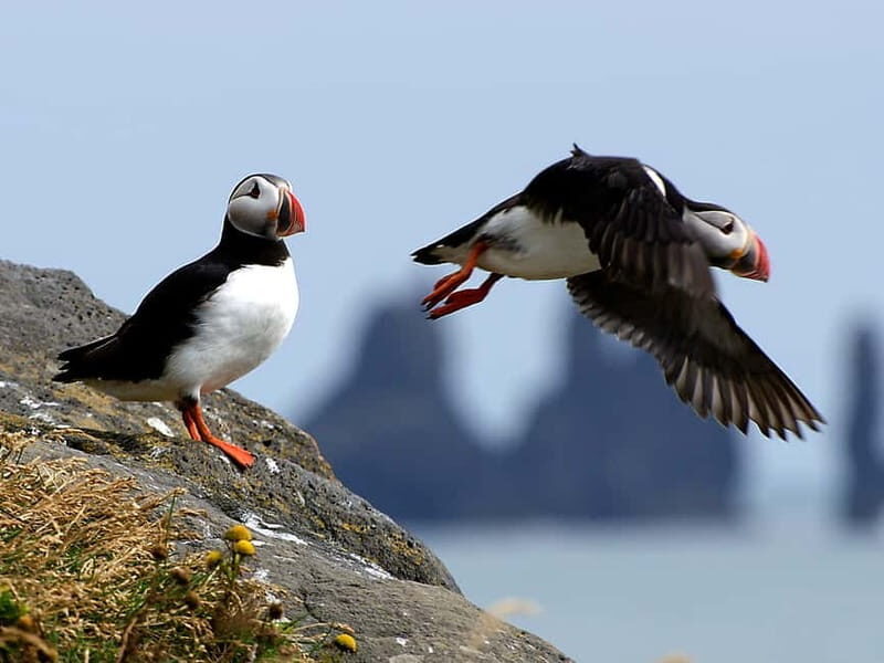 Puffin Watching Yacht Cruise from Downtown Reykjavík - Puffin Watching Yacht Cruise from Downtown Reykjavík: A Close Encounter with Iceland’s Coastal Wildlife