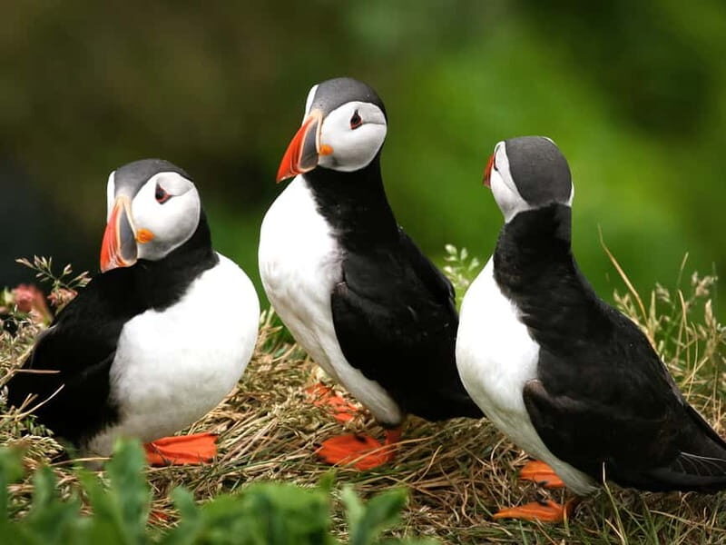 Puffin Watching Yacht Cruise from Downtown Reykjavík - Key Points