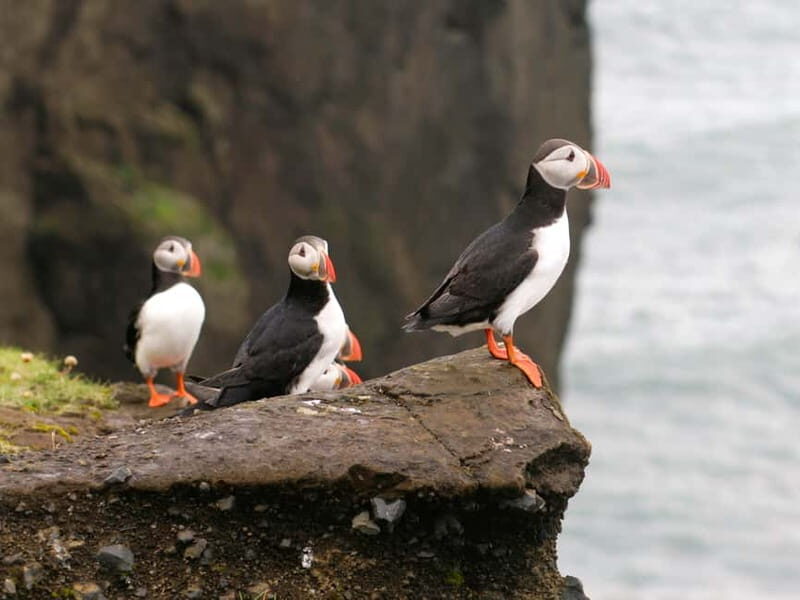 Puffin Watching Yacht Cruise from Downtown Reykjavík - Pricing and Value