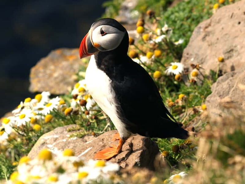 Puffin Watching Yacht Cruise from Downtown Reykjavík - Who Will Find This Tour Valuable?