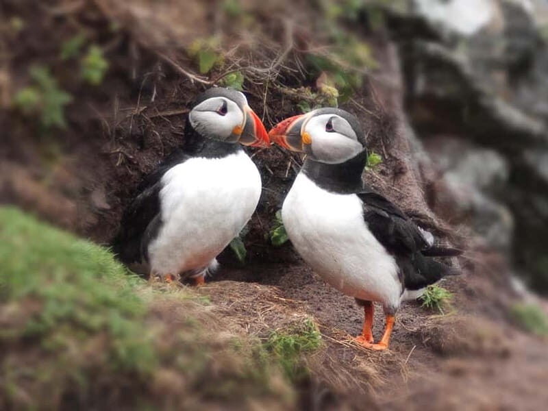 Puffin Watching Yacht Cruise from Downtown Reykjavík - The Sum Up: Why You Should Consider This Tour