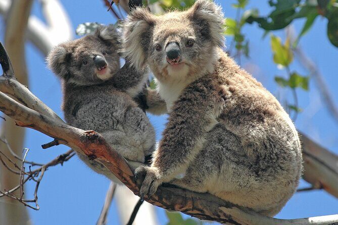 Puffing Billy And Healesville Sanctuary Scenic Tour - Who Is This Tour Best For?