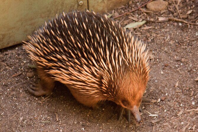 Puffing Billy And Healesville Sanctuary Scenic Tour - Final Thoughts