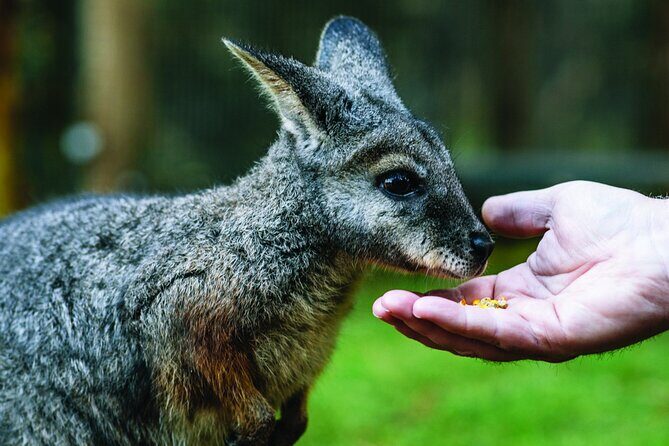 Puffing Billy Escapade and Moonlit Sanctuary Wildlife Magic - Starting Point and Logistics