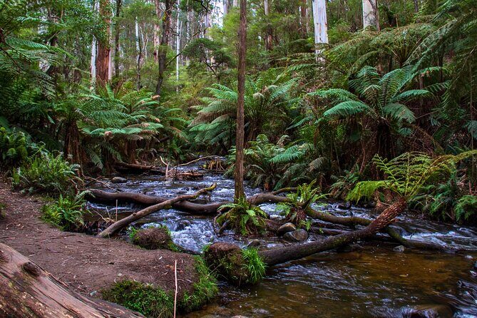 Puffing Billy, Forest Trails and Yarra Valley Discovery Tour - Authentic Experiences and Highlights