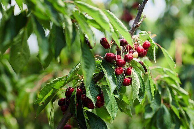 Puffing Billy Steam Train & Cherry Picking Tour from Melbourne - Who Should Consider This Tour?