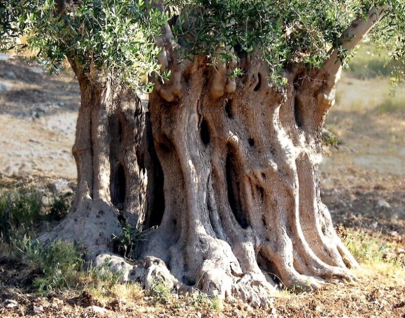 Puglia: Olive Oil Tasting Experience with Olive Grove Walk - Why This Tour Stands Out