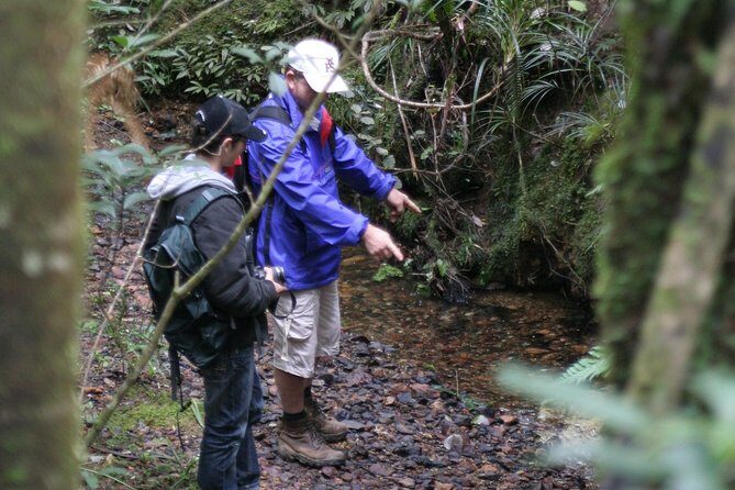 Puketi Rainforest Guided Walks .This is not a Shore Excursion product . - Night Walks: A Different Perspective